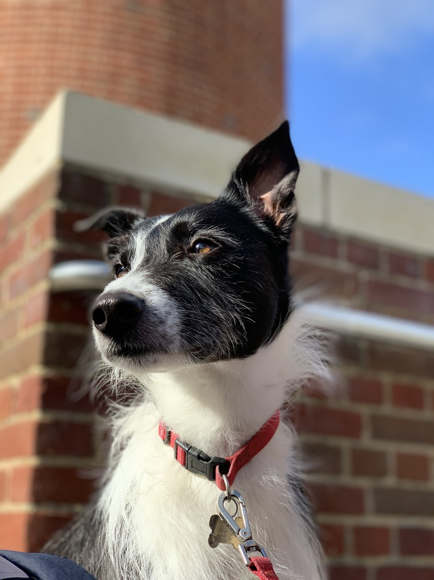 Meet our Wellbeing Dogs - Sir Isaac Newton Sixth Form