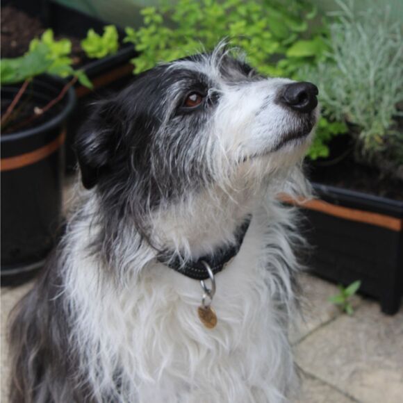 Meet our Wellbeing Dogs - Sir Isaac Newton Sixth Form